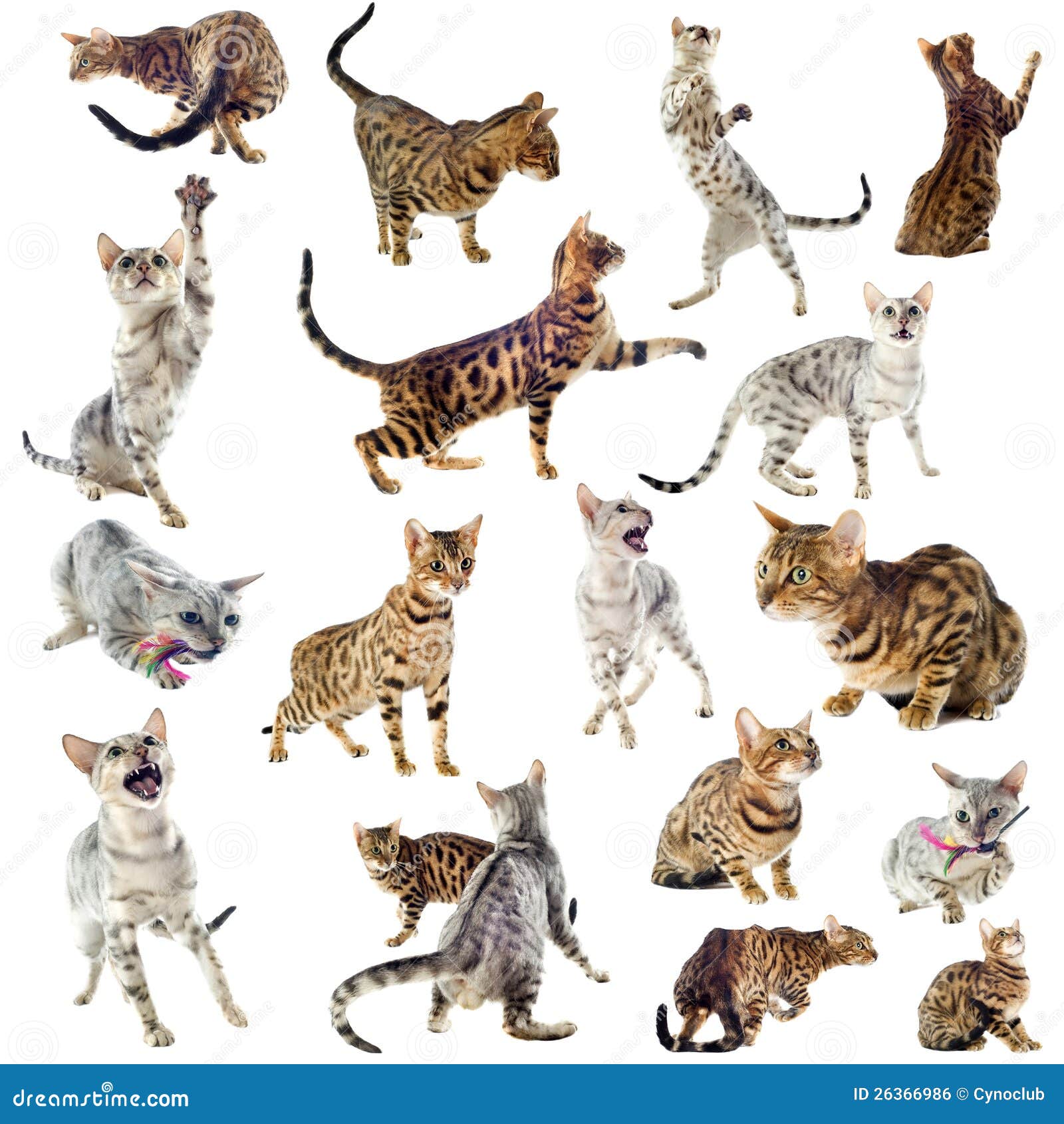 Bengal cats stock photo. Image of male, play, feather - 26366986