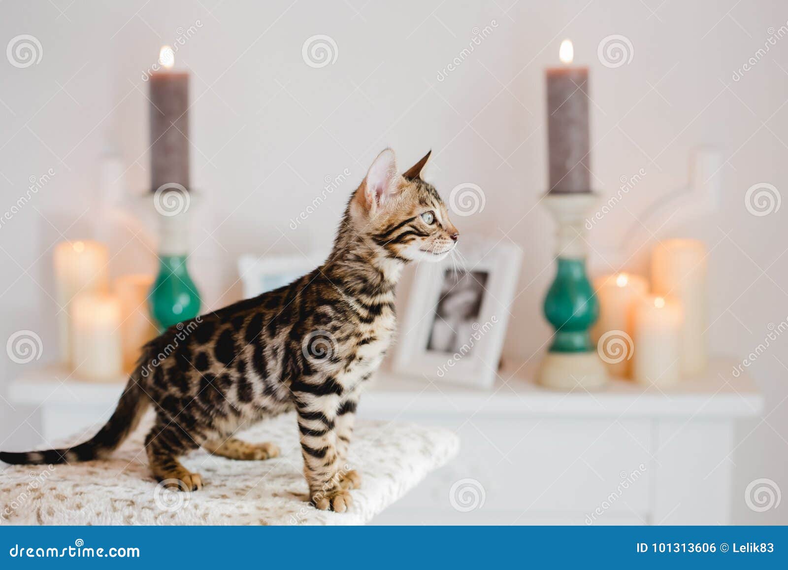 Bengal cats babys leopard stock photo. Image of pedigree - 101313606