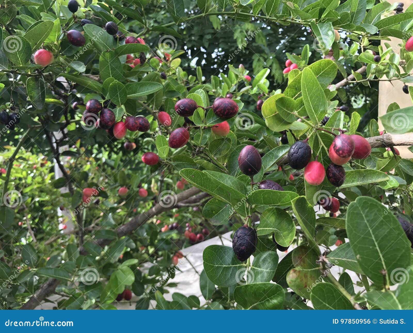 Bengal currant fruit stock photo. Image of fruit, karanda - 97850956