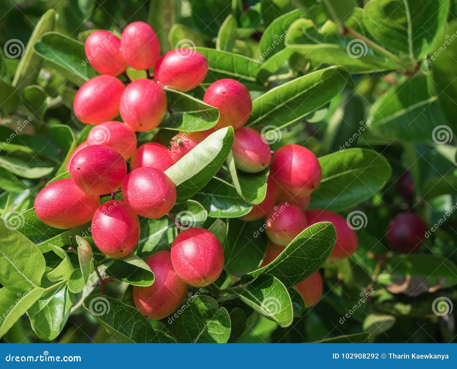 Bengal Currant stock photo. Image of asian, goji, color - 102908292
