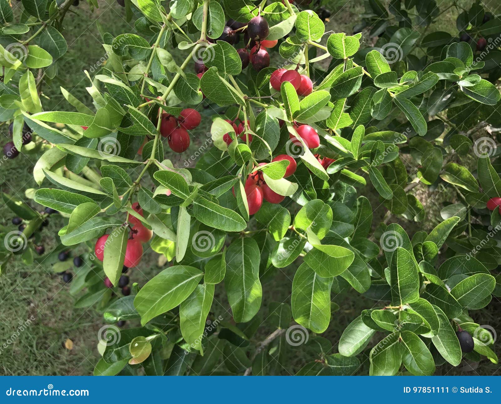 Bengal currant fruit stock image. Image of currants, closeup - 97851111