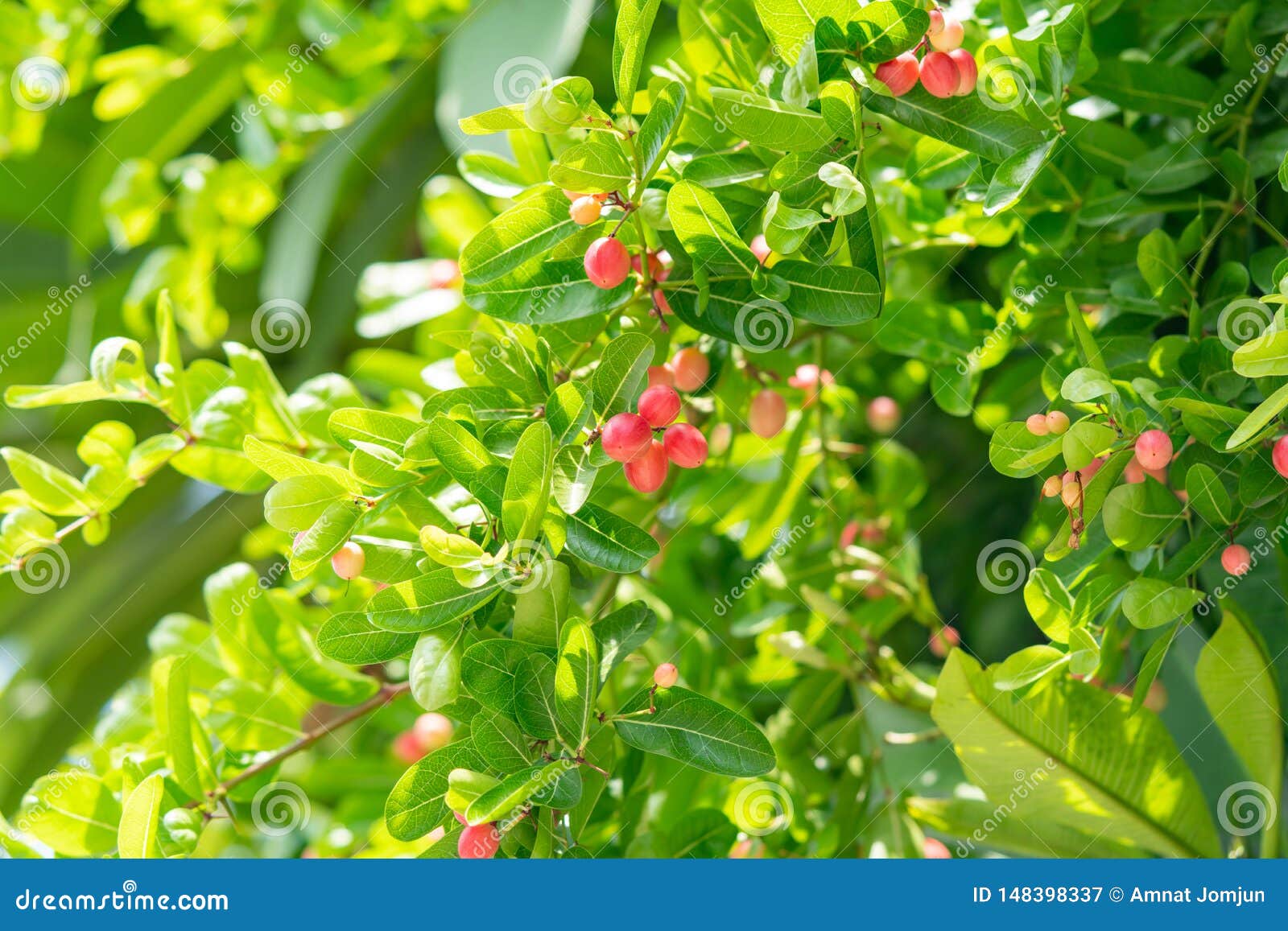 Bengal-Currants, Carandas-plum, Karanda Stock Image - Image of branch ...