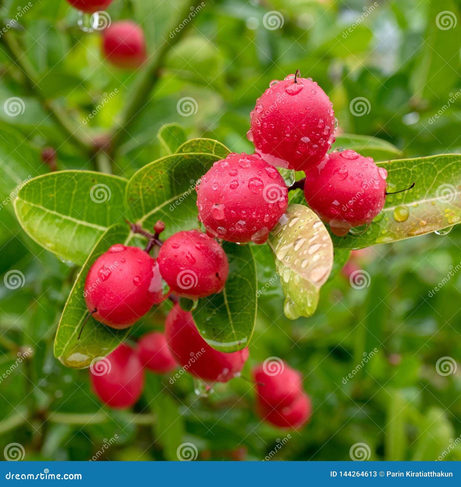 Bengal Currant Fruit Growing on a Tree Stock Image - Image of healthy ...