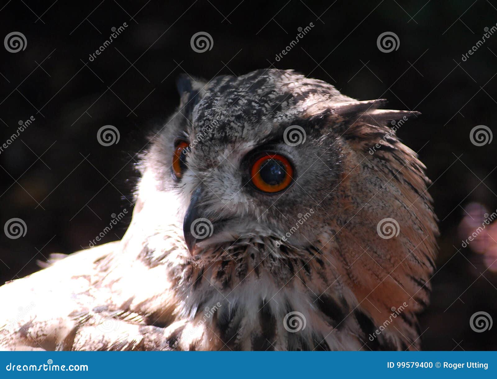 Bengal Eagle Owl stock photo. Image of aves, bird, prey - 99579400