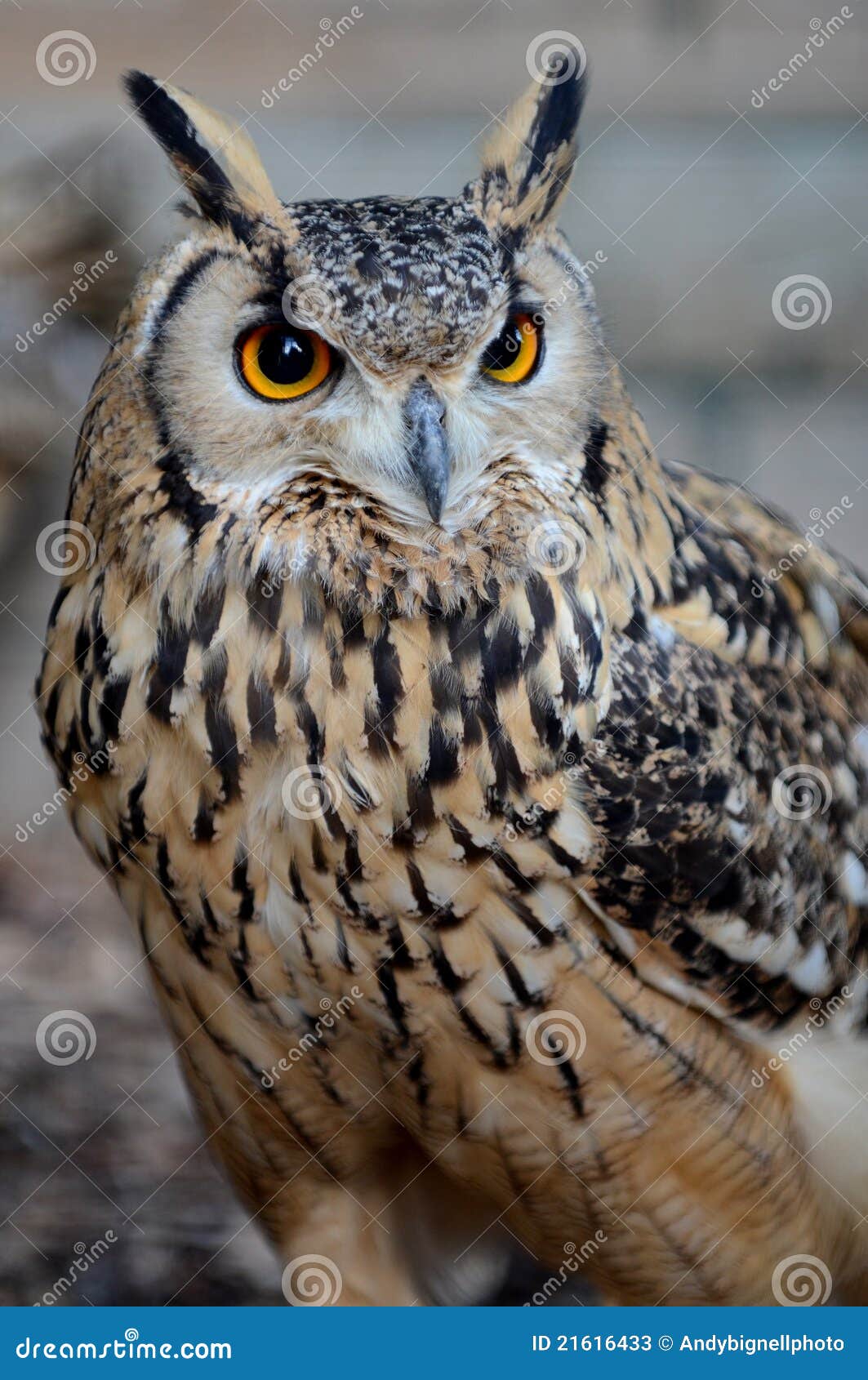 Bengal Eagle Owl (Bubo Bengalensis) Stock Image - Image of bird ...