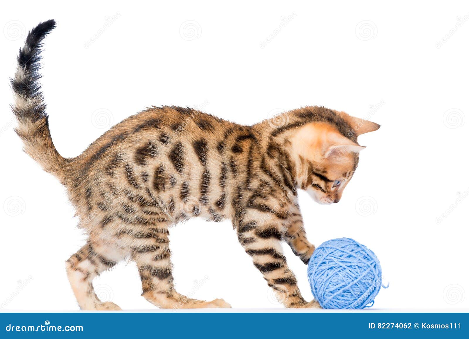 Bengal Fluffy Kitten with Blue Ball of Thread Stock Photo - Image of ...