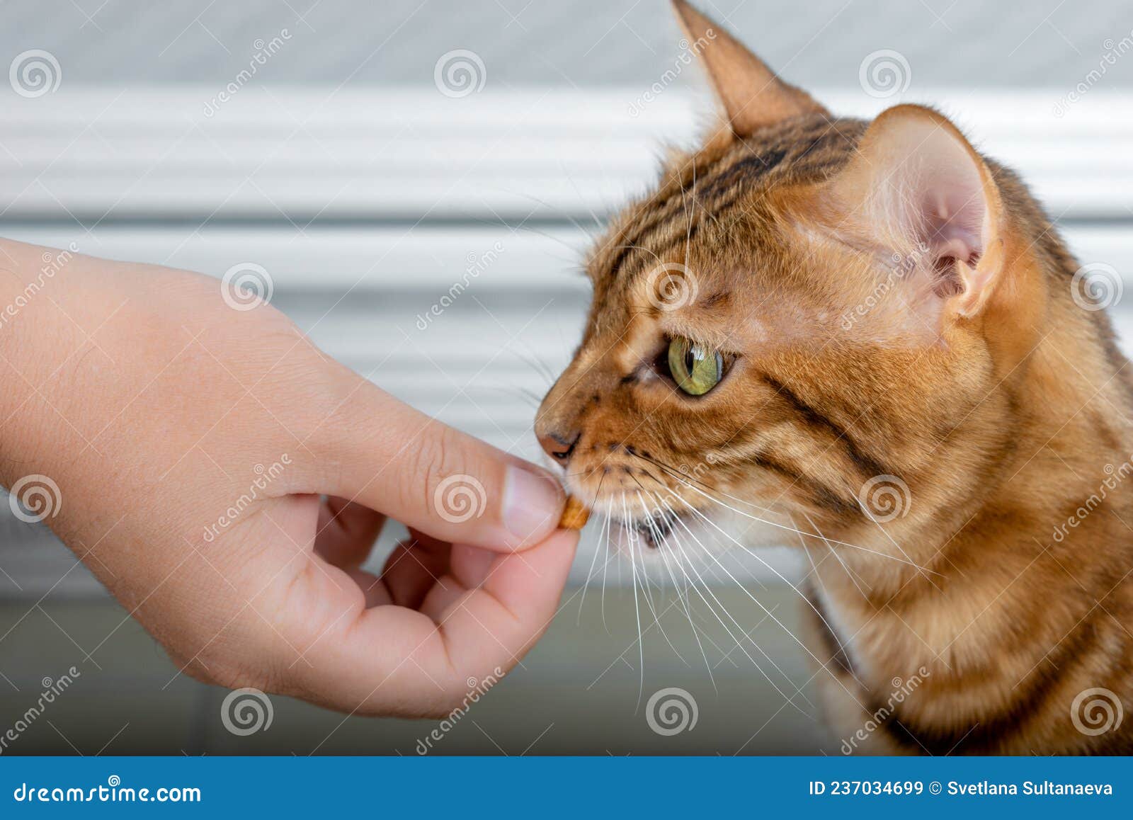 Bengal Golden Cat Eats a Treat from Hand Stock Image - Image of feline ...