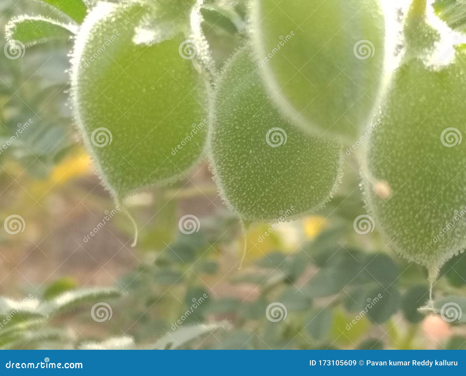 Bengal gram stock image. Image of gram, green, bengal - 173105609