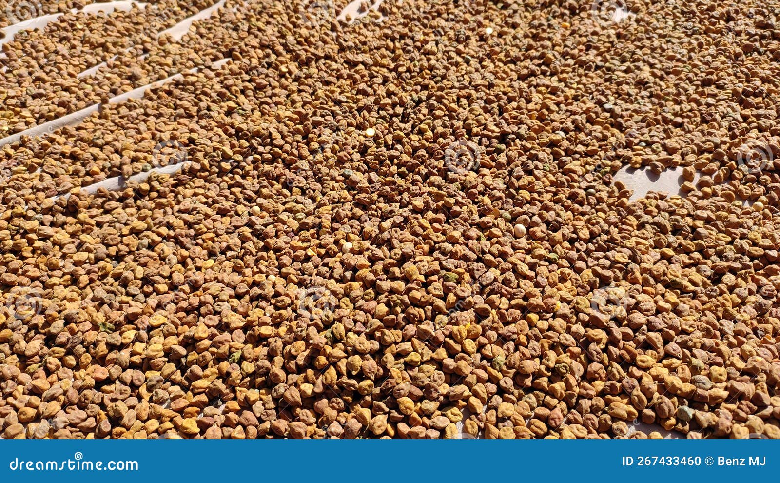 Bengal Gram or Channa Dried in the Sun Stock Photo - Image of channa ...