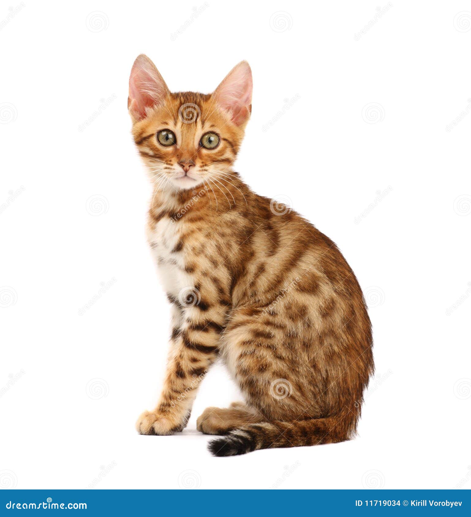 12,561 Bengal Kattunge Foton - Gratis och royaltyfria stockfoton från ...