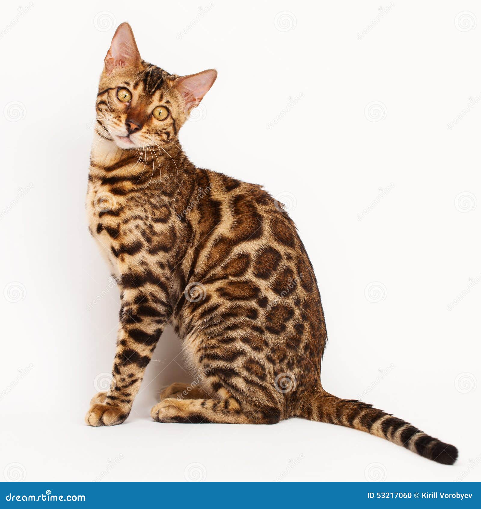 Bengal-Katzen - Tiger stockfoto. Bild von quadrat, neugier - 53217060
