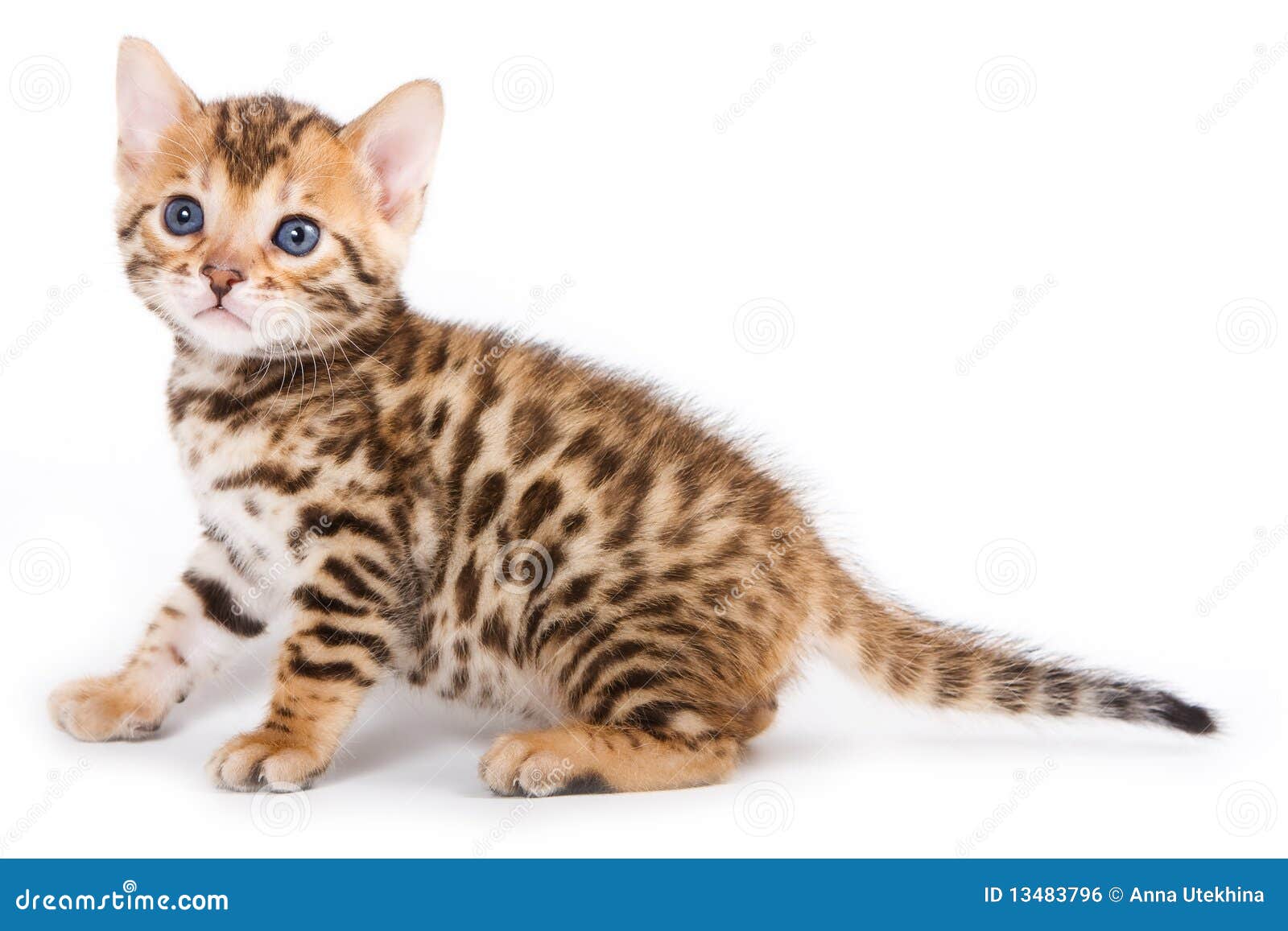Bengal kitten stock photo. Image of dappled, breed, pedigreed - 13483796