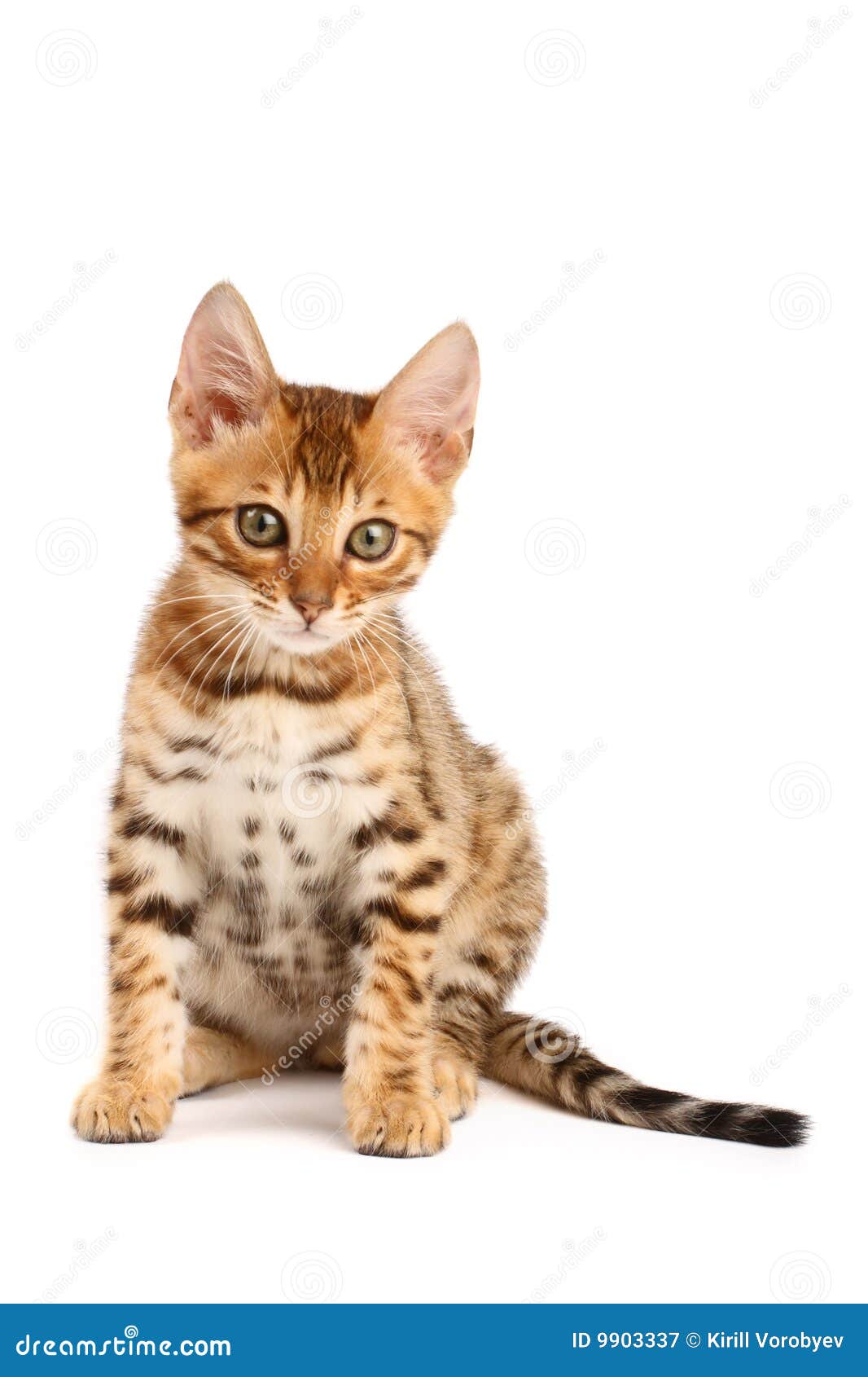 Bengal kitten stock image. Image of pedigreed, feline - 9903337