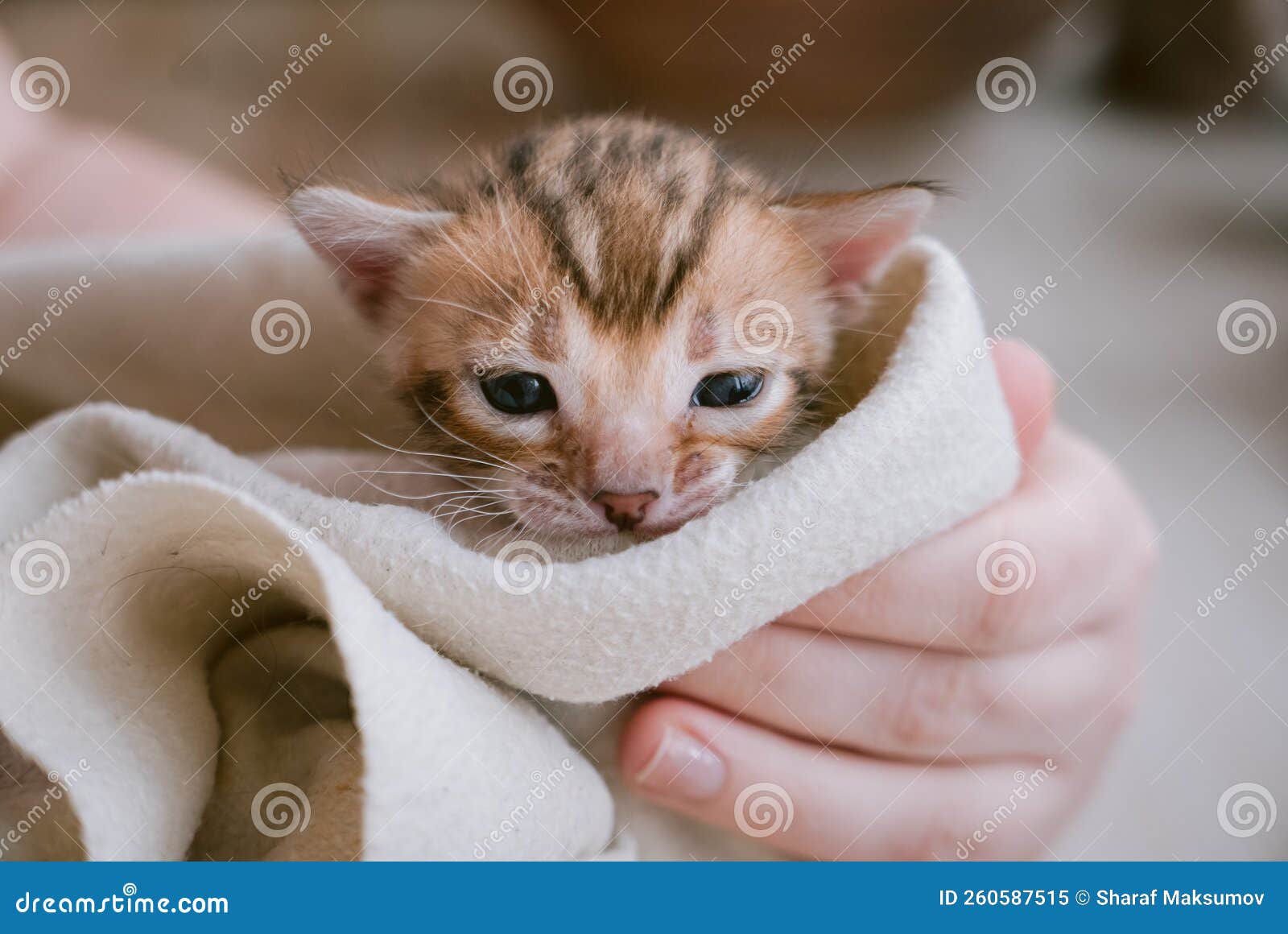 Bengal Kitten after Bath Wrapped in a White Towel Stock Image - Image ...