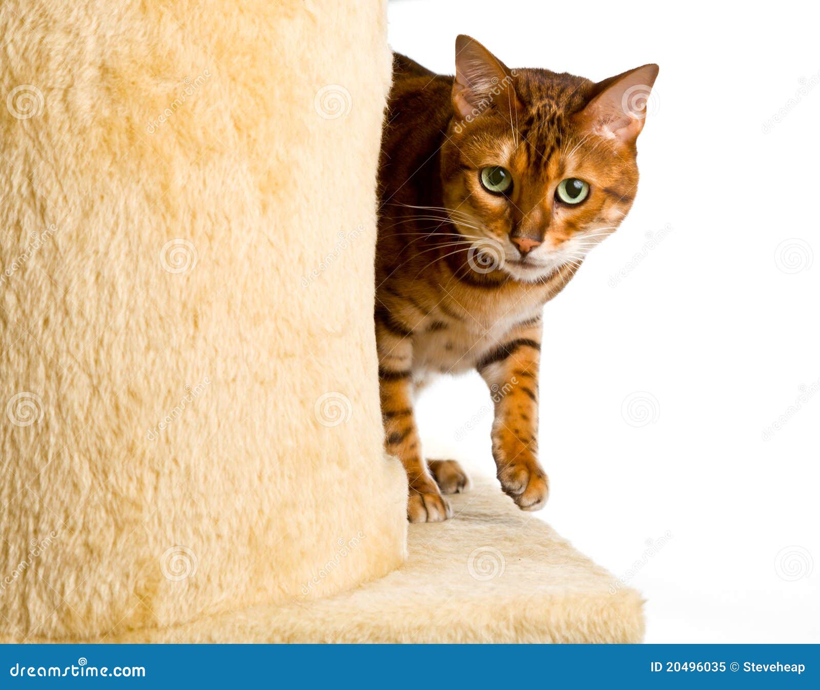 Bengal Kitten Creeps Round Corner Stock Image - Image of feline ...