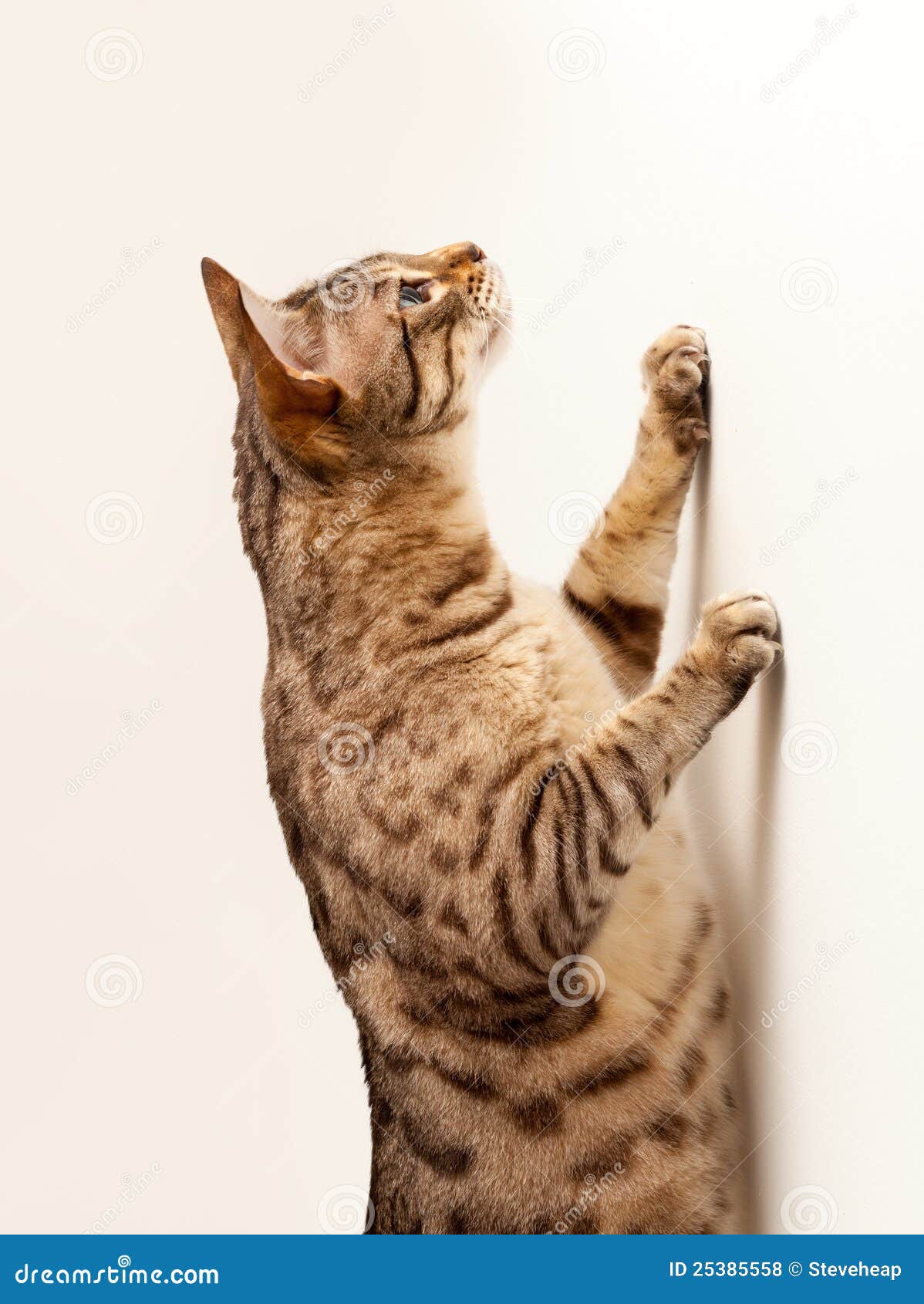 Bengal Kitten Reaching Up a Wall Stock Photo - Image of sidelit, feline ...