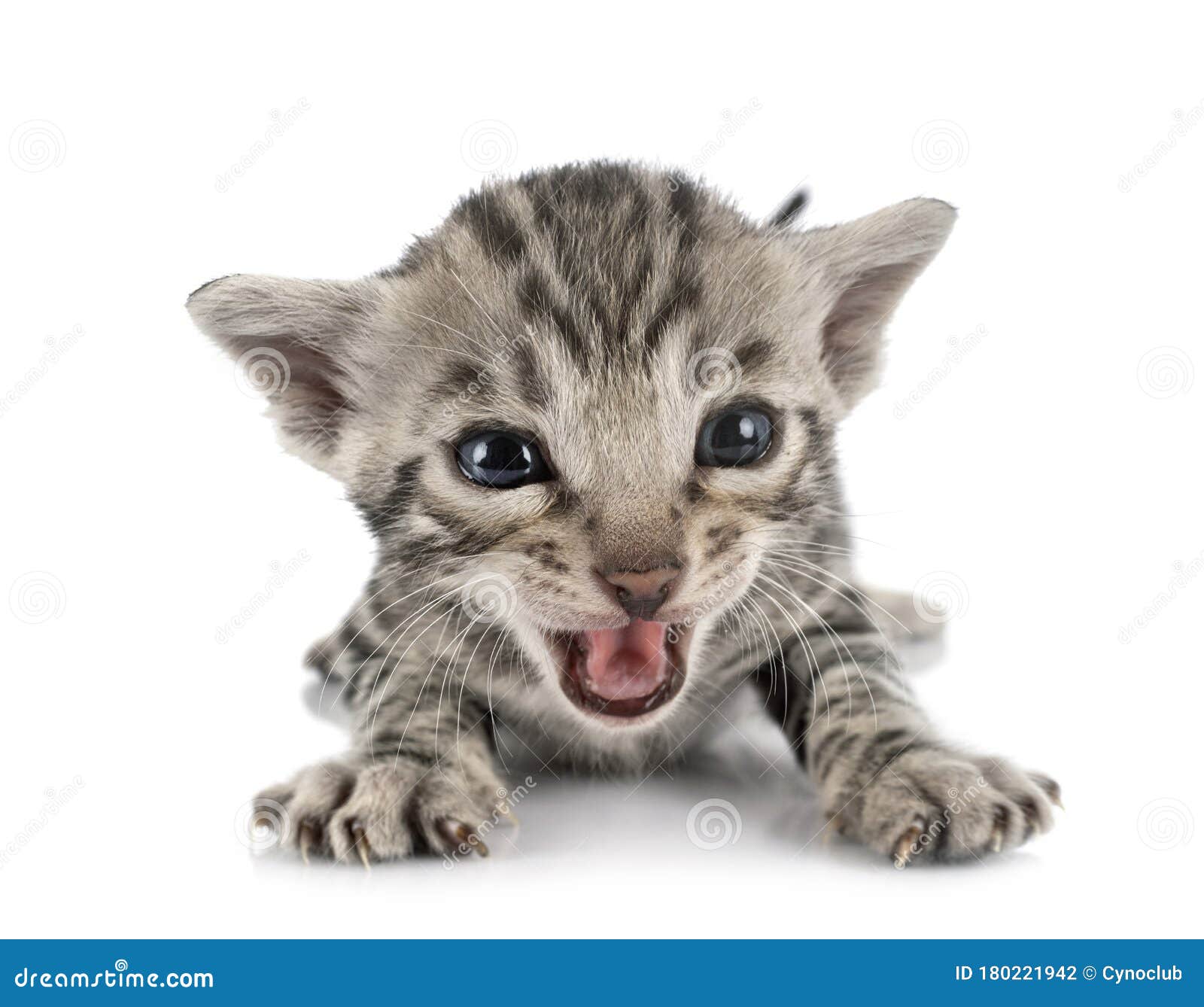 Mewing Bengal Kitten In Profile. Isolated On White Background Stock ...