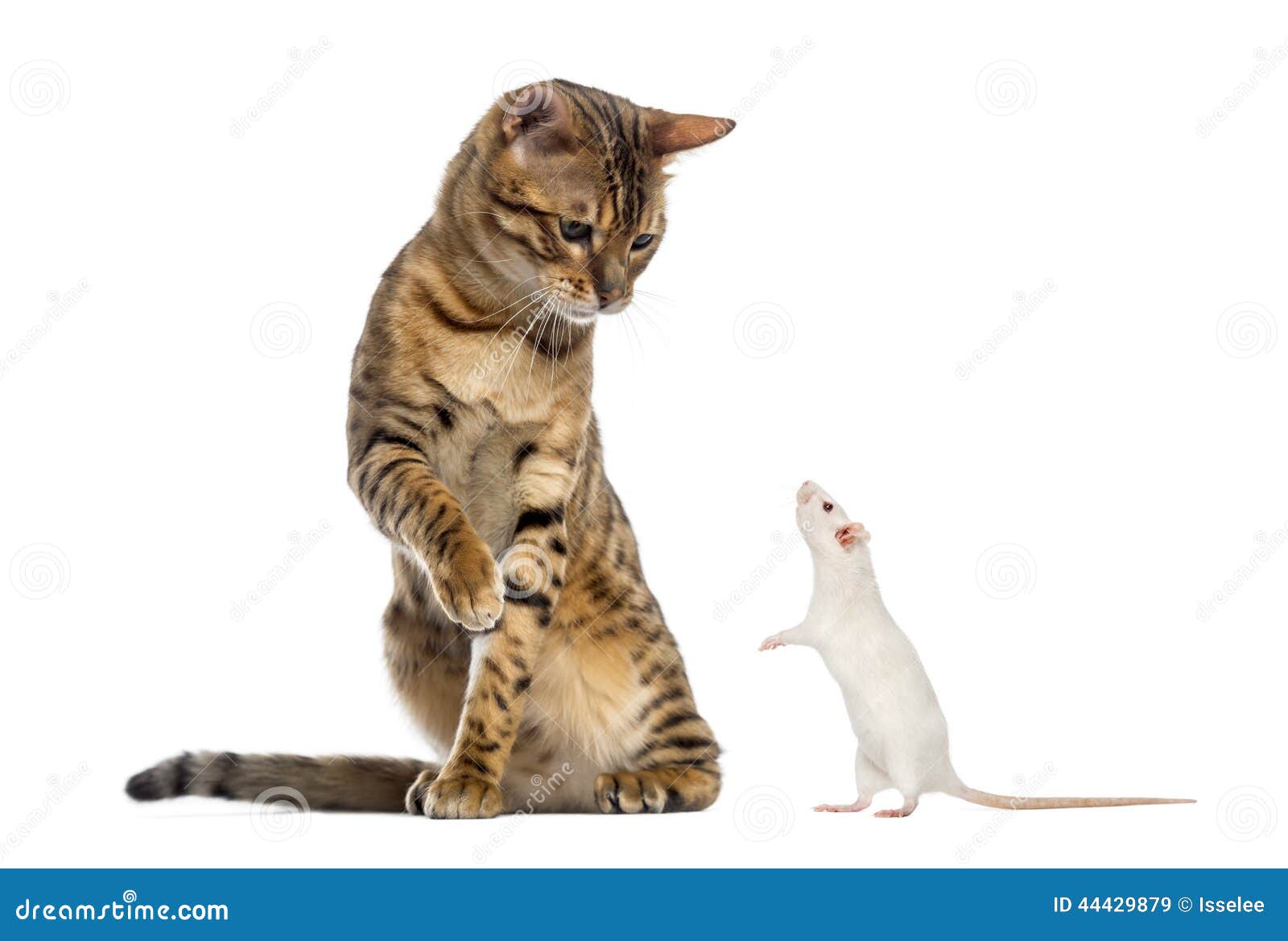 Bengal Looking Down and Pawing at a Rat Stock Image - Image of interact ...