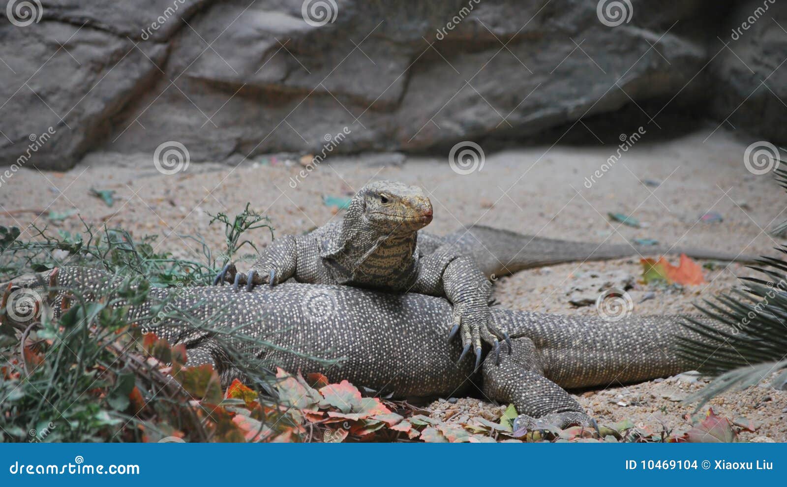 The Bengal Monitor Varanus Bengalensis Or Common Indian Monitor ...