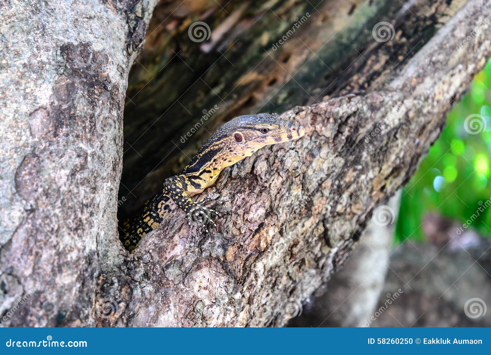 Bengal Monitor Lizard in Tree Hole Stock Photo - Image of asian ...