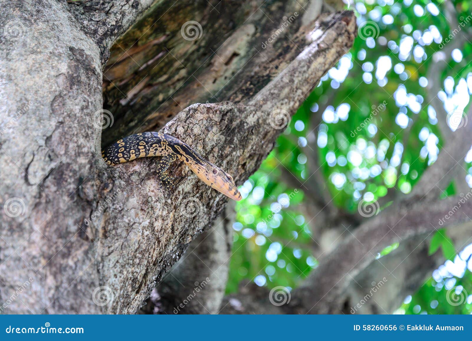 Bengal Monitor Lizard in Tree Hole Stock Photo - Image of reptilia ...