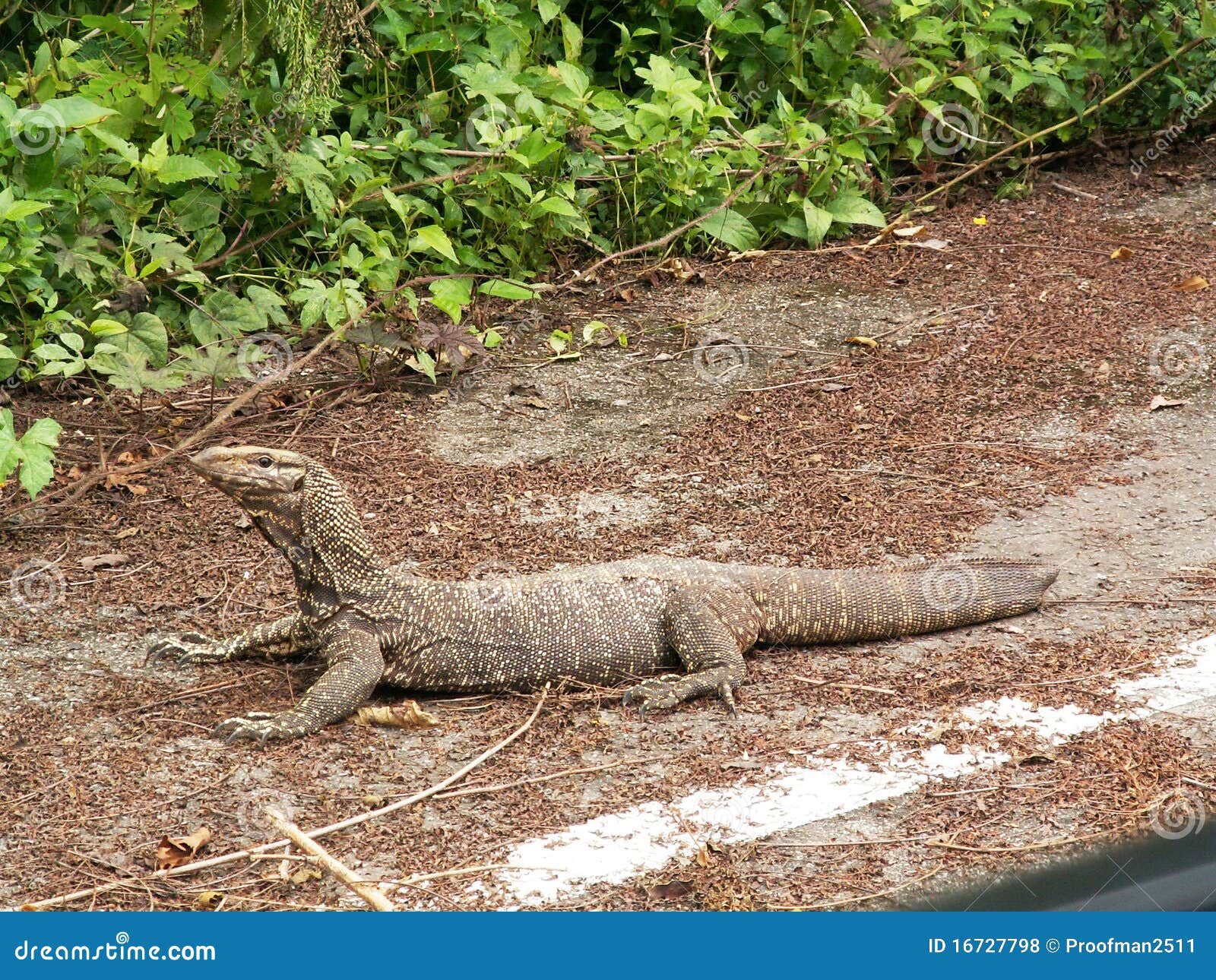 Bengal monitor in nature stock photo. Image of look, beautiful - 16727798