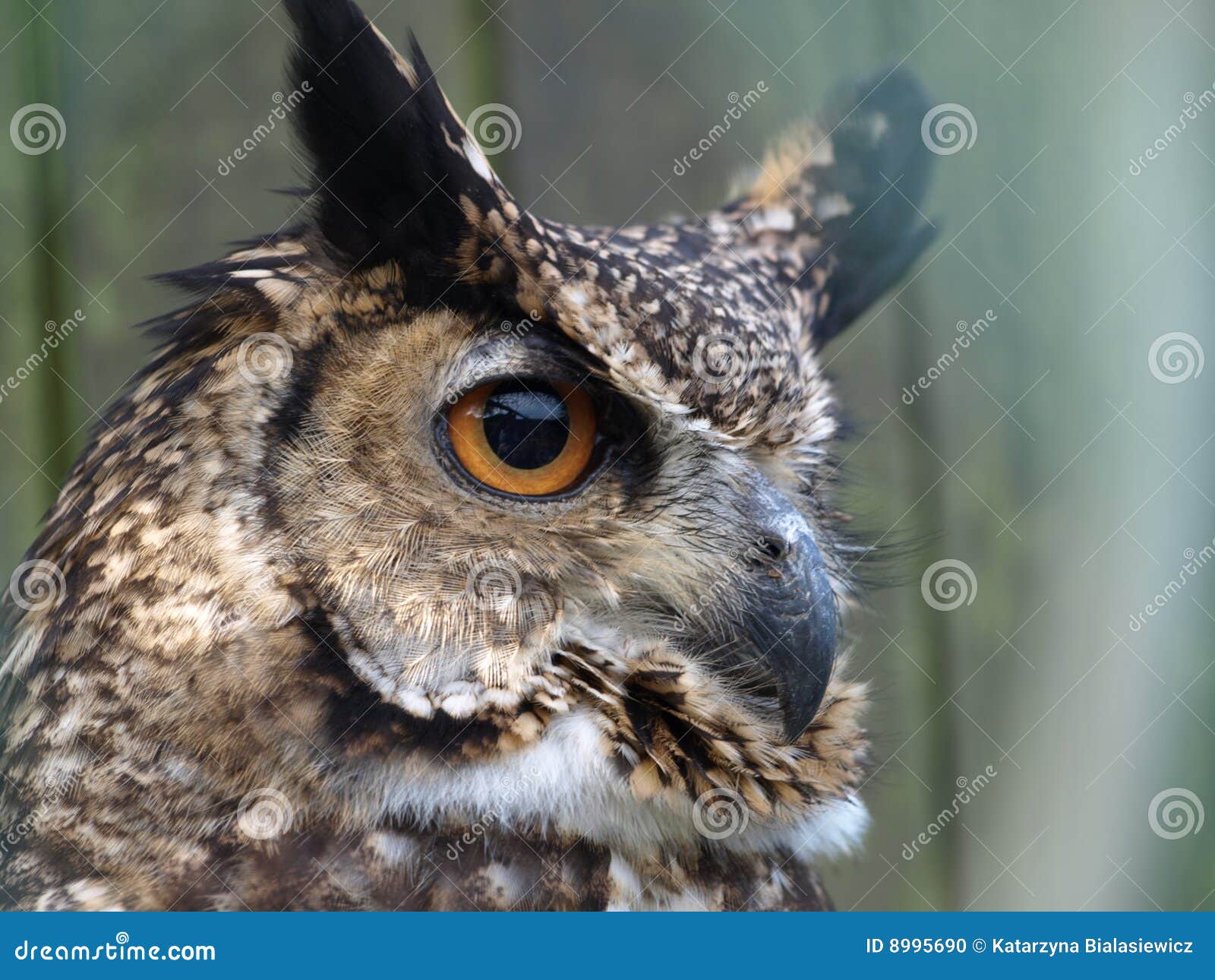 Bengal owl stock photo. Image of bengal, closeup, eyes - 8995690