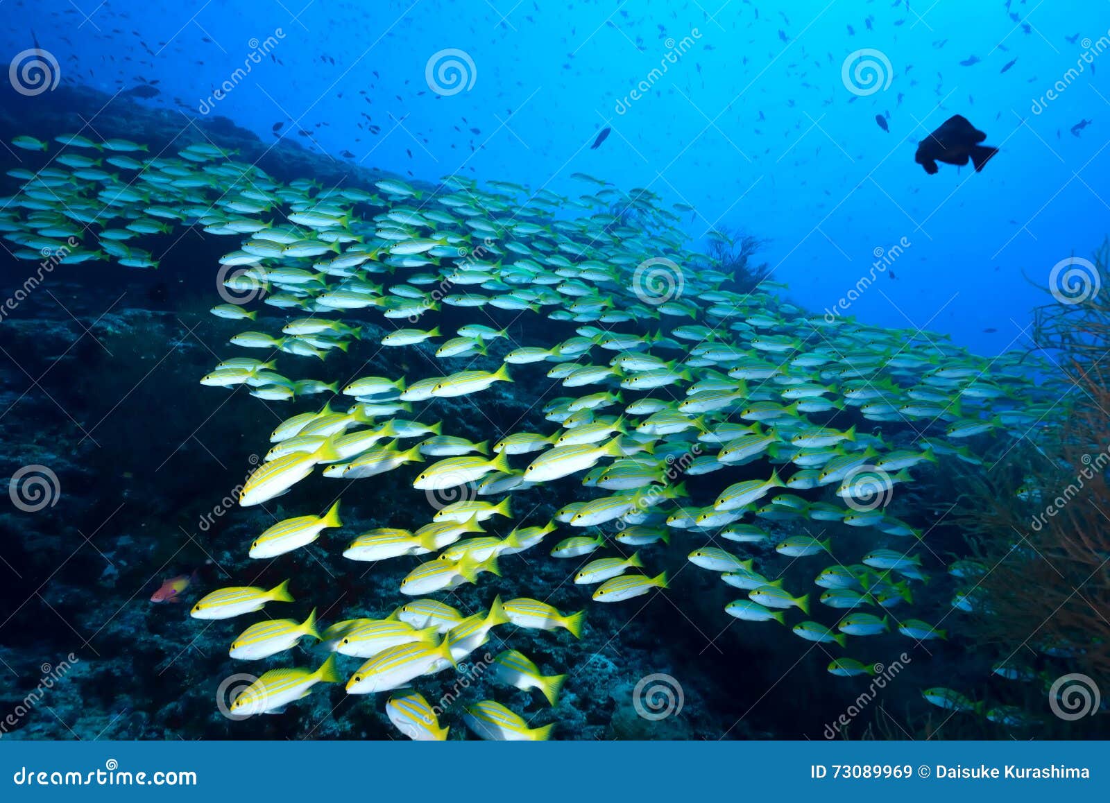 Bengal snappers stock image. Image of beauty, natural - 73089969