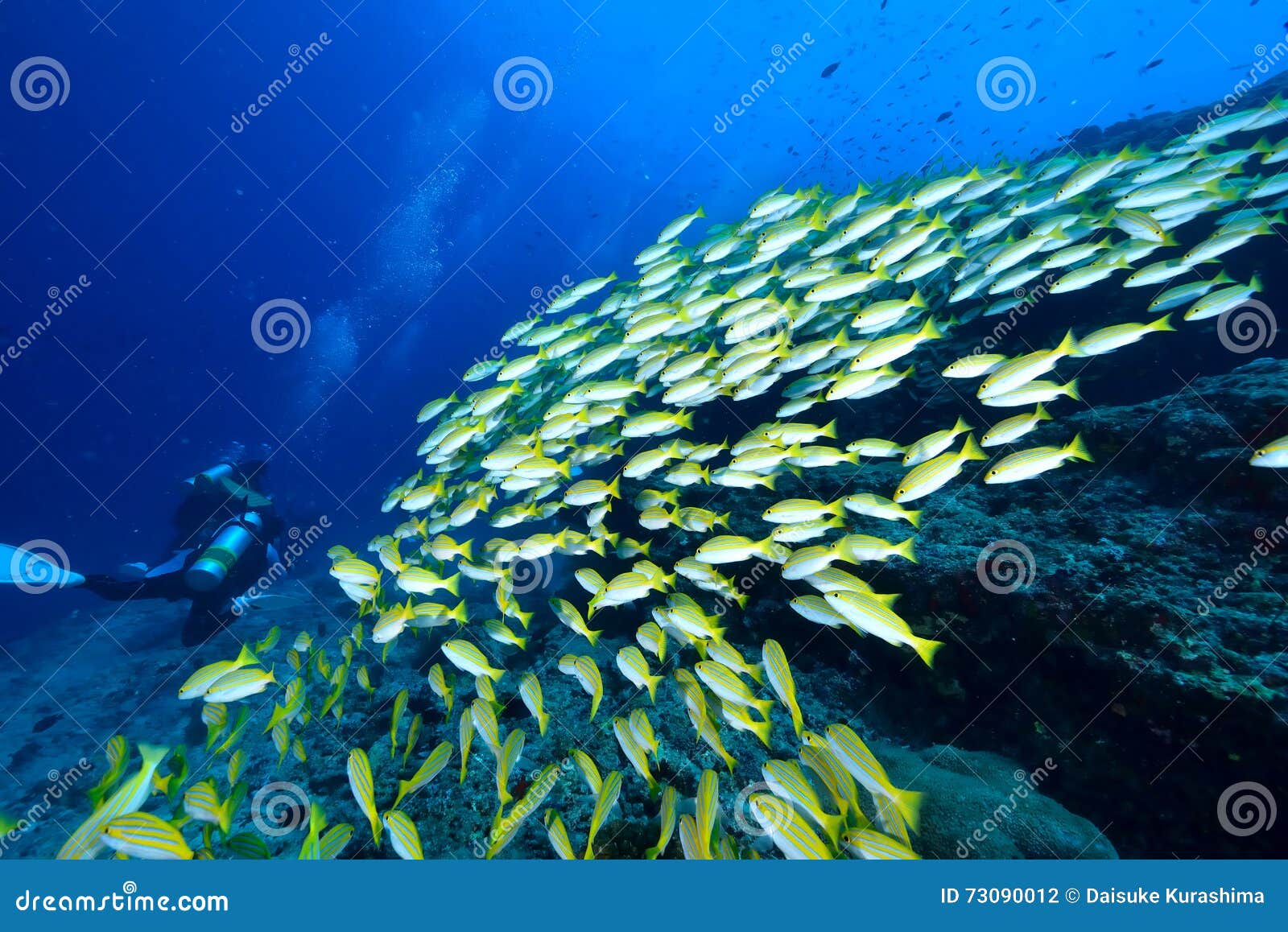 Bengal snappers stock photo. Image of blue, holiday, aquatic - 73090012