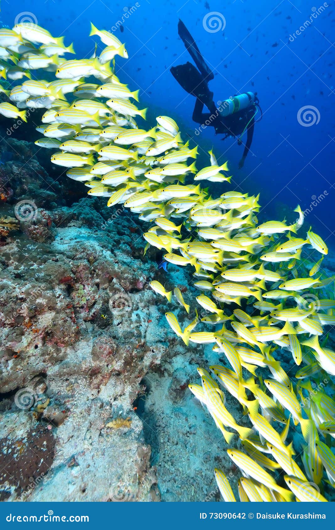 Bengal snappers stock photo. Image of beauty, tropic - 73090642