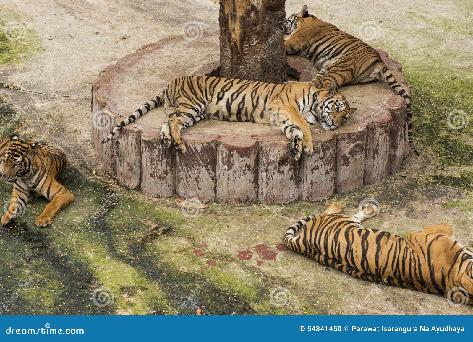 Bengal Sumatra Tiger Farm Stock Photos - Free & Royalty-Free Stock ...
