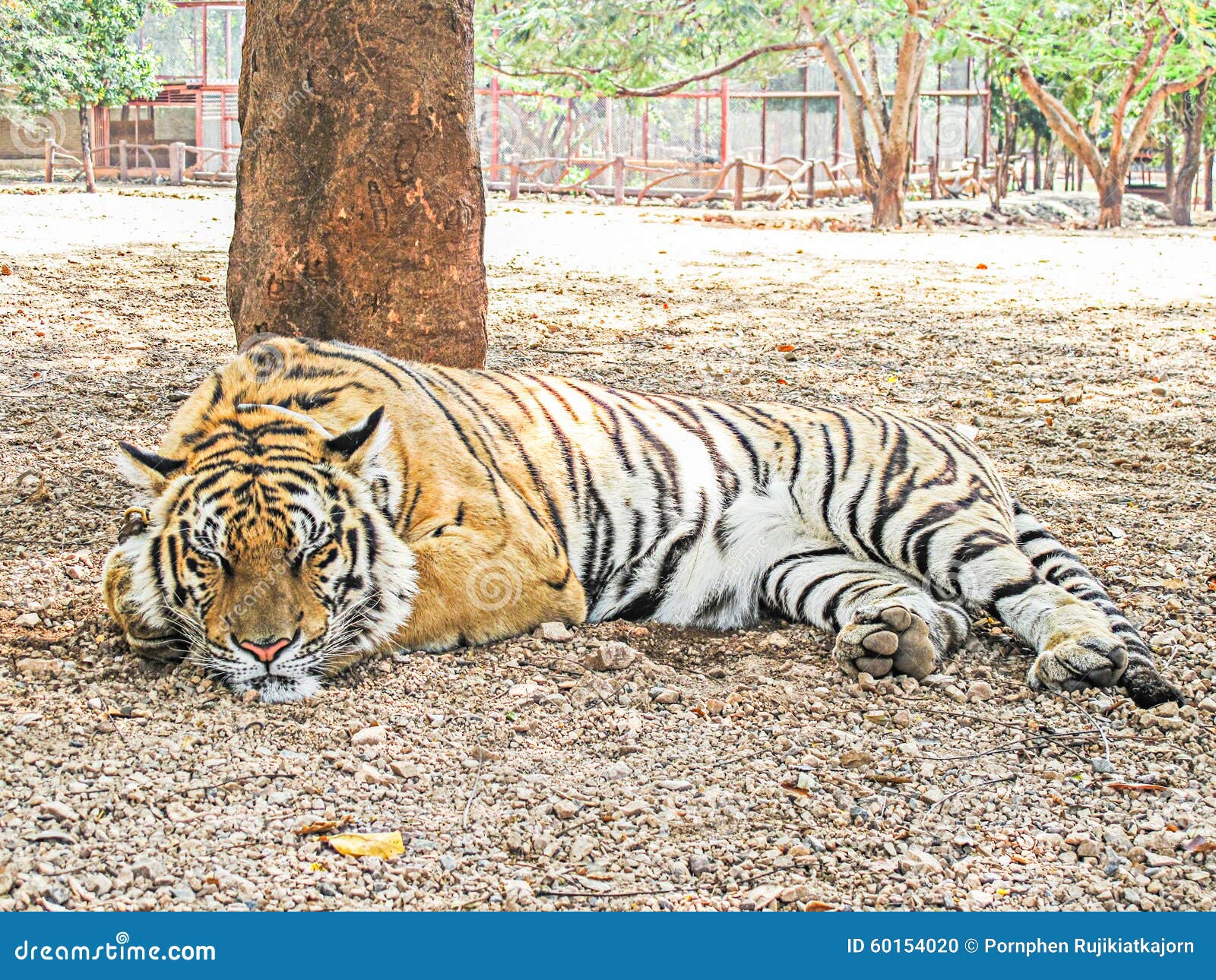 Bengal Tame Tiger (Black Stripe) Stock Photo - Image of sleeping, body ...