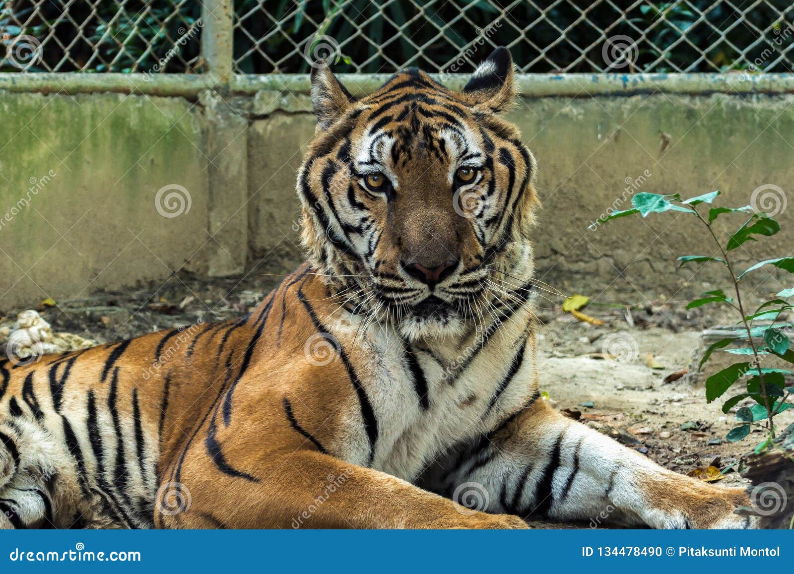Bengal Tige in the cage editorial image. Image of white - 134478490