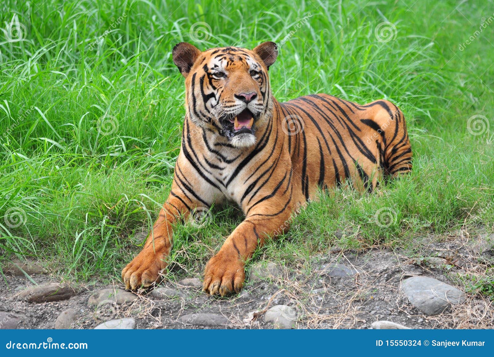 Bengal tiger stock photo. Image of wild, bengal, animals - 15550324