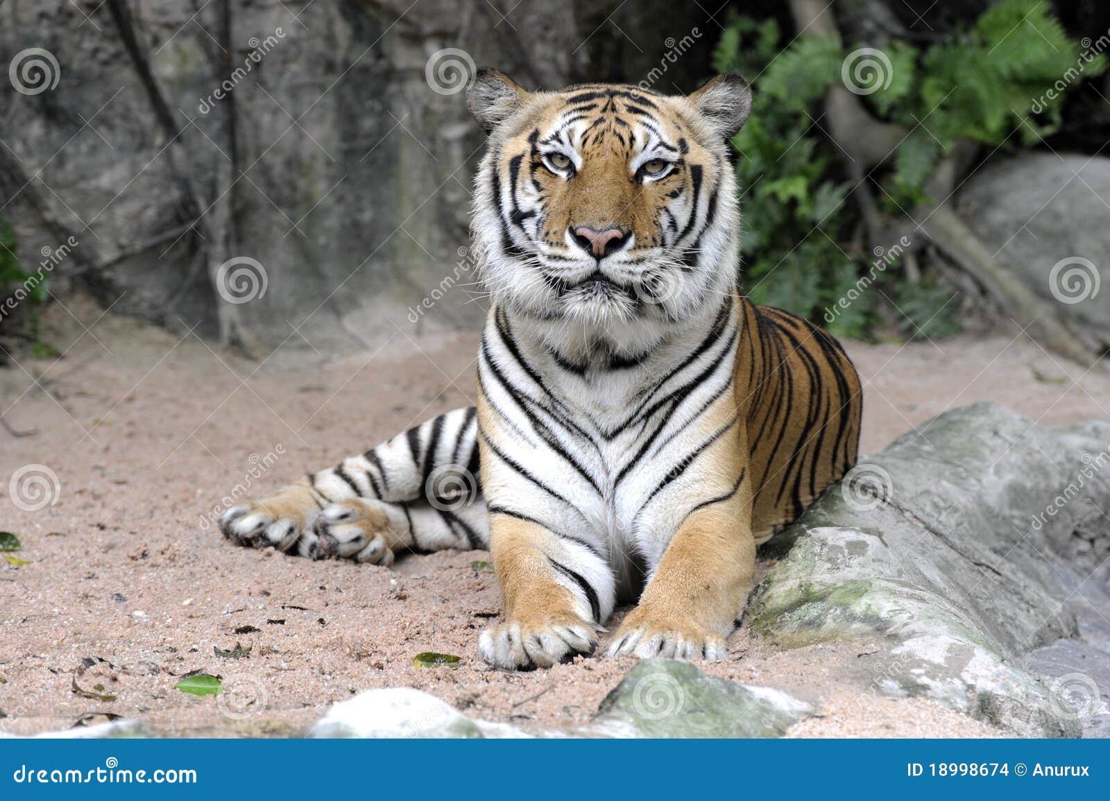 Bengal Tiger stock photo. Image of tiger, bengal, royal - 18998674
