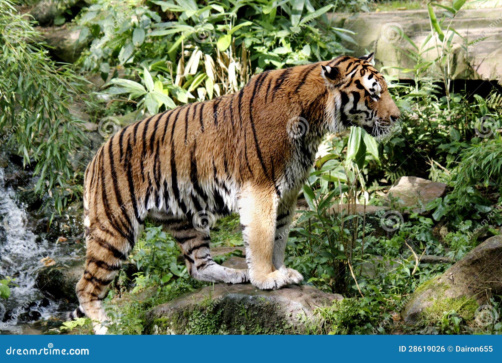 Bengal Tiger stock photo. Image of rear, wildlife, front - 28619026