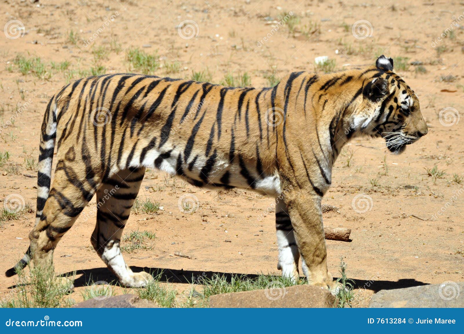 Bengal Tiger stock photo. Image of bengal, fierce, creature - 7613284