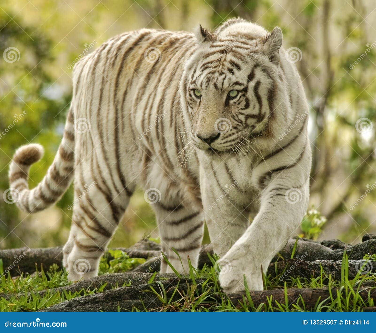 Bengal Tiger Approaching stock image. Image of carnivore - 13529507