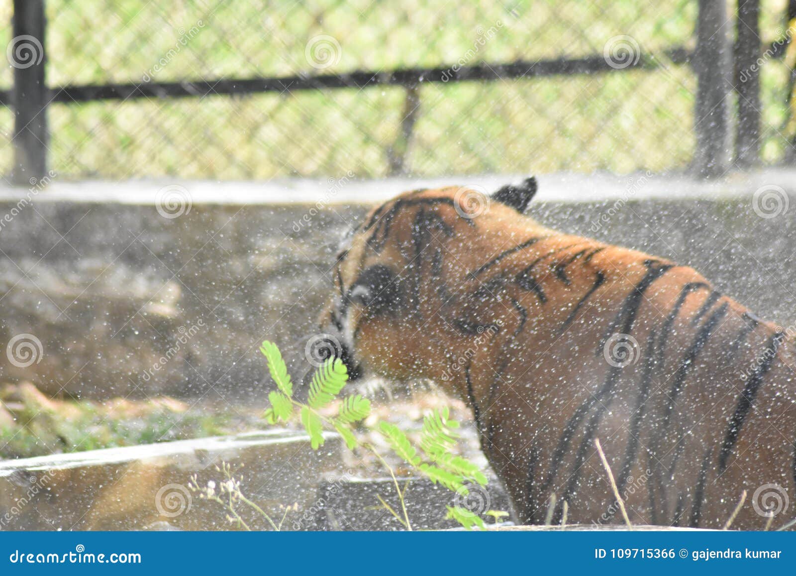 Bengal tiger stock photo. Image of bengal, naturr, tiger - 109715366
