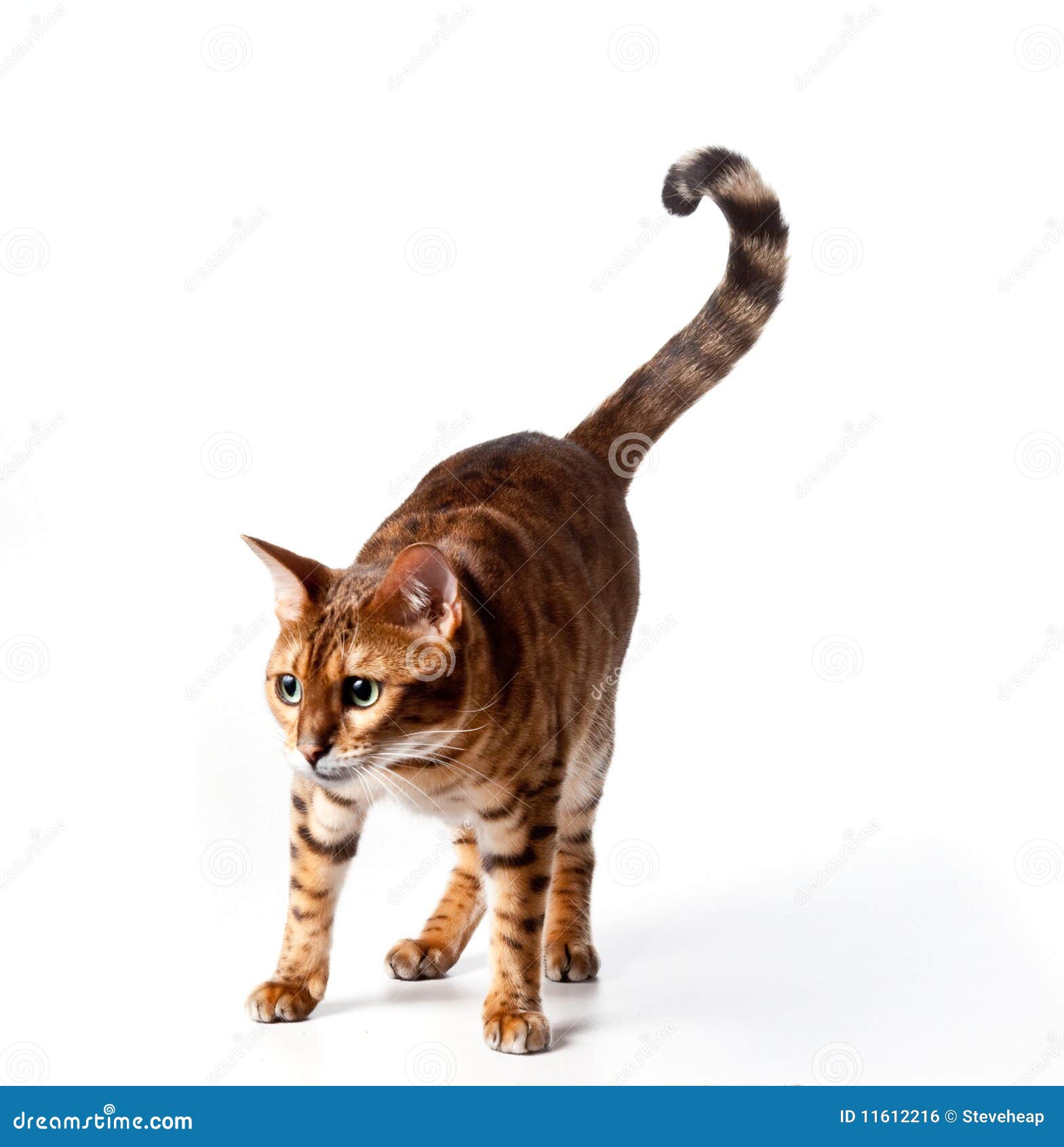 Bengal Tiger Cat Staring at Invisible Object Stock Photo - Image of ...