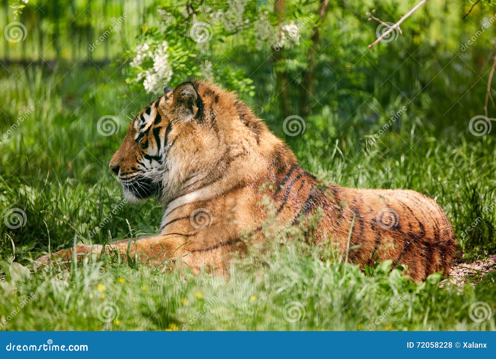 Bengal tiger chilling out stock photo. Image of jungle - 72058228
