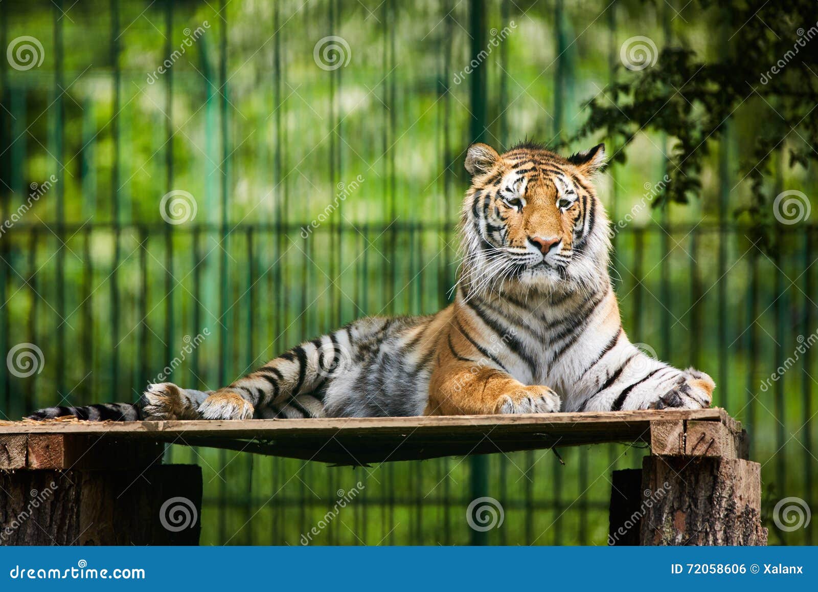 Bengal tiger chilling out stock photo. Image of relax - 72058606