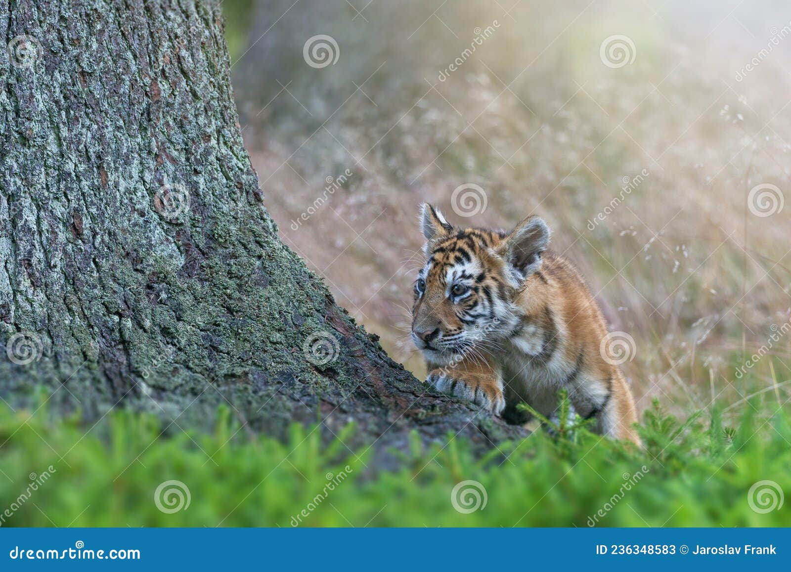 Bengal Tiger Cub Posing Near a Tree in the Forest Stock Image - Image ...