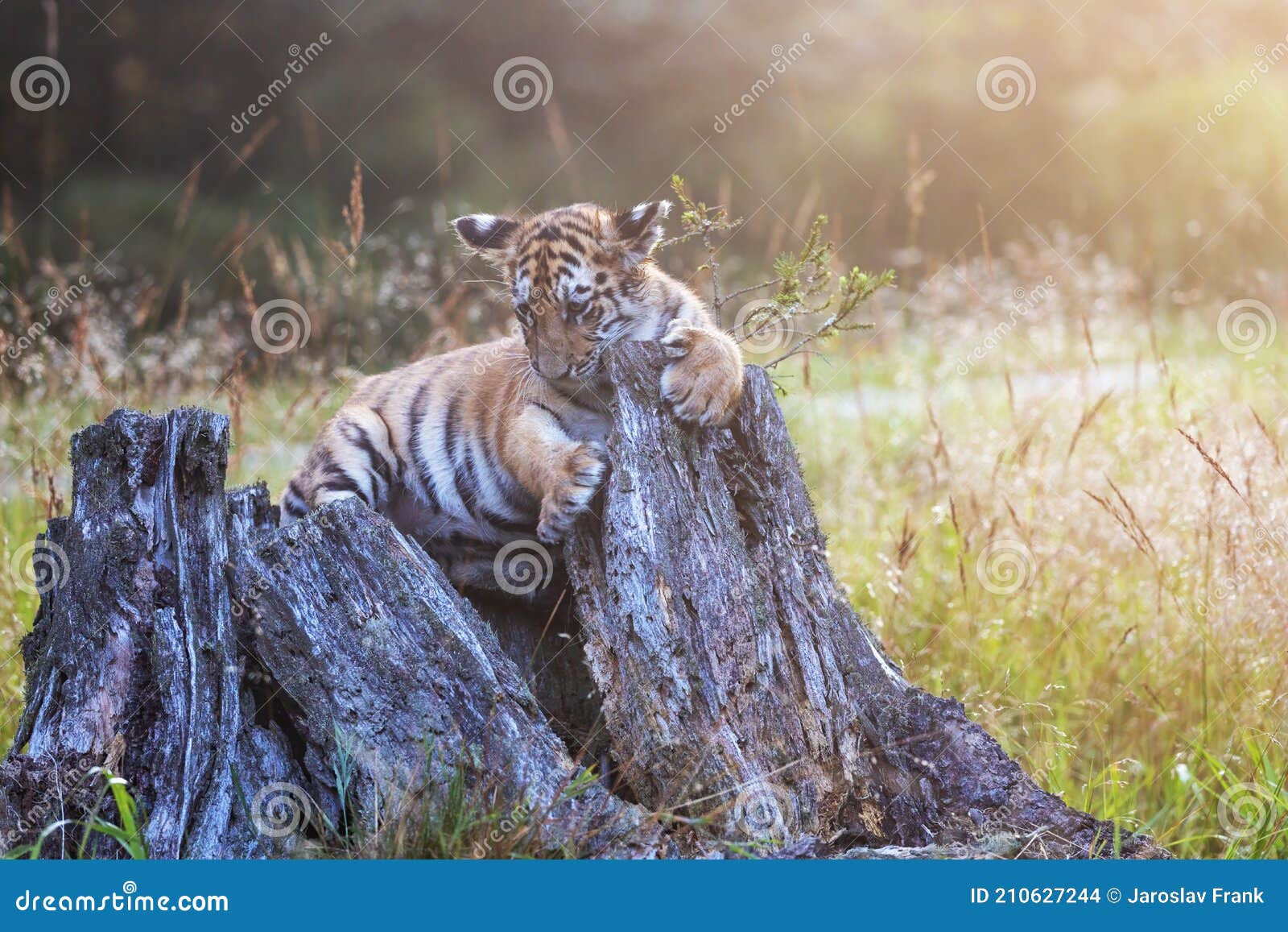Bengal Tiger Cub is Posing on an Old Tree Stump Stock Photo - Image of ...