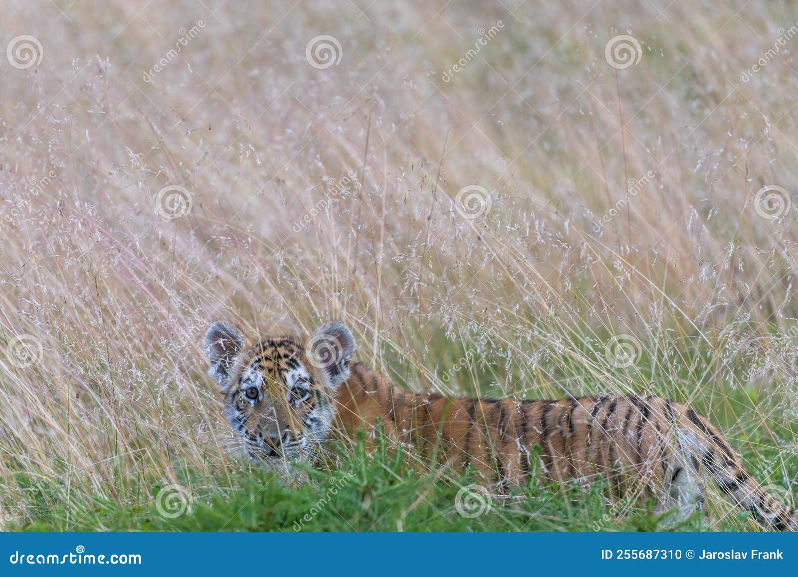 Bengal Tiger Cub is Posing in the Tall Grass Stock Photo - Image of ...