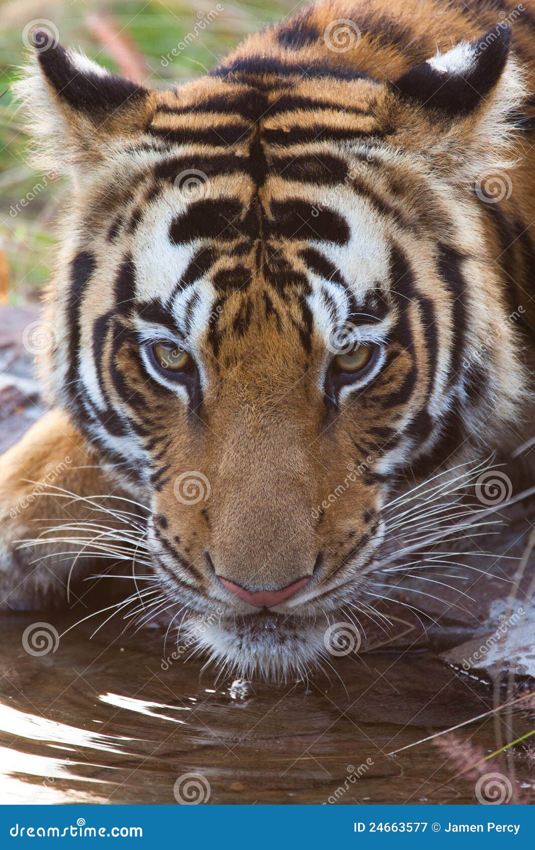 Tiger Drinking Water In Zoo Cologne, Germany Agil Tiger Drinks Water ...