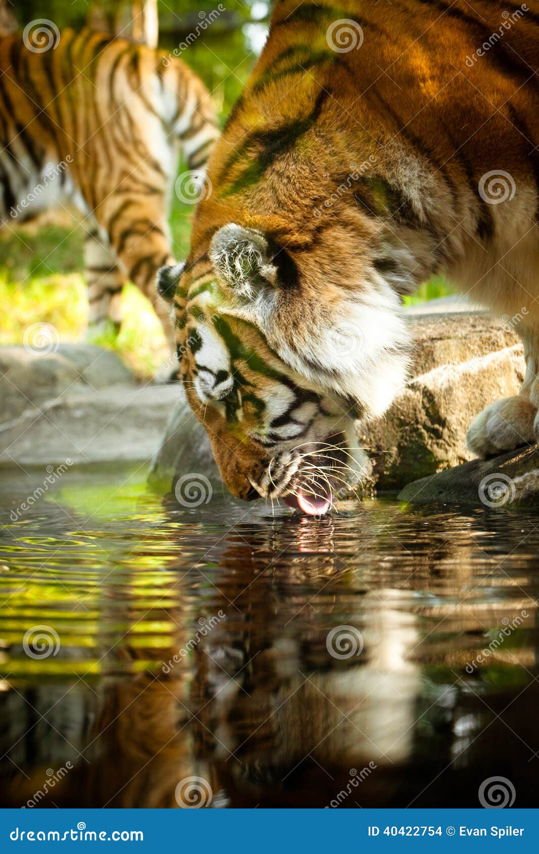 Tiger Drinking Water In Zoo Cologne, Germany Agil Tiger Drinks Water ...