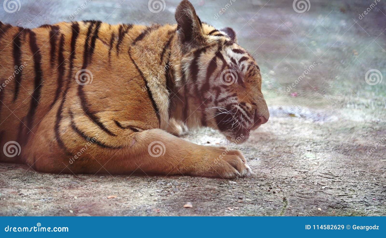 Bengal tiger eating meat stock video. Video of circus - 114582629