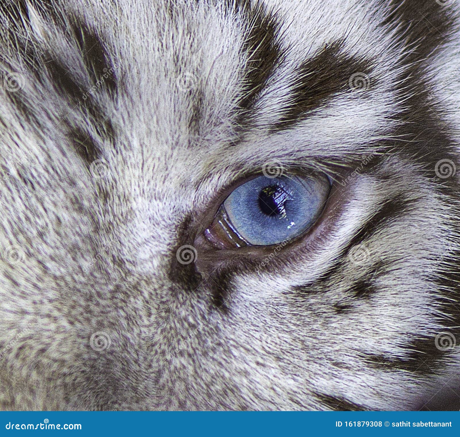 Bengal tiger eye stock photo. Image of mask, portrait - 161879308