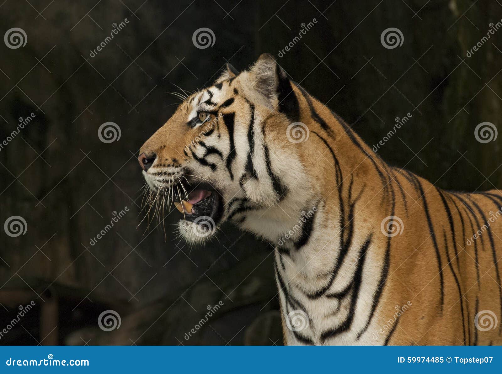 Bengal Tiger Face Isolated from Black Background Stock Image - Image of ...
